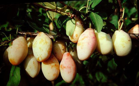 Tipala - Wikipedia, la enciclopedia libre